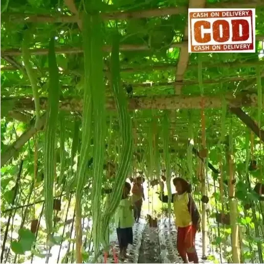 PARE ULAR 3 biji / bibit / benih PARE BELUT / PARE ULAR - seed sayur ...