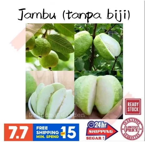 Malaysia Original Stock Pokok Jambu Batu Lohan Cepat Berbuah | Lazada