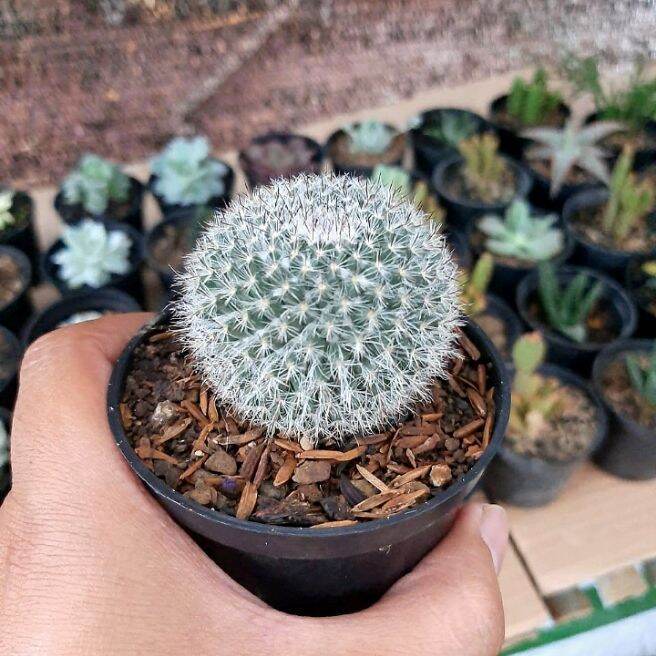 Tanaman hias kaktus mini Ball Cactus | Lazada Indonesia