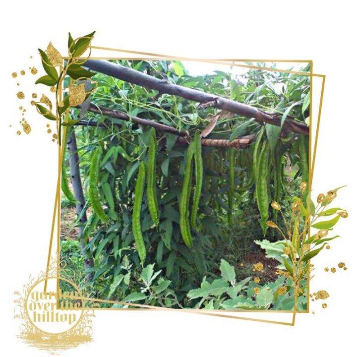 Giant winged bean/sigarilyas/kalamismis/segidilla seed 50 seeds | Lazada PH