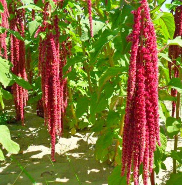 The Philippines Local Sale Of Seed Amaranth Seed Herbage Is Easy To Grow High Germination Rate