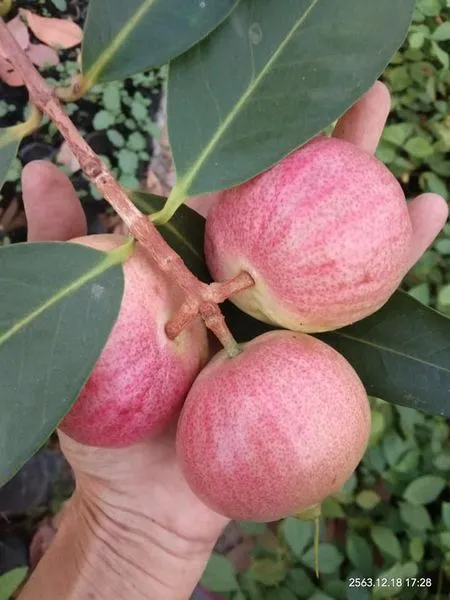 Anak pokok jambu mawar warna kuning (biasa) dan merah jambu | Lazada