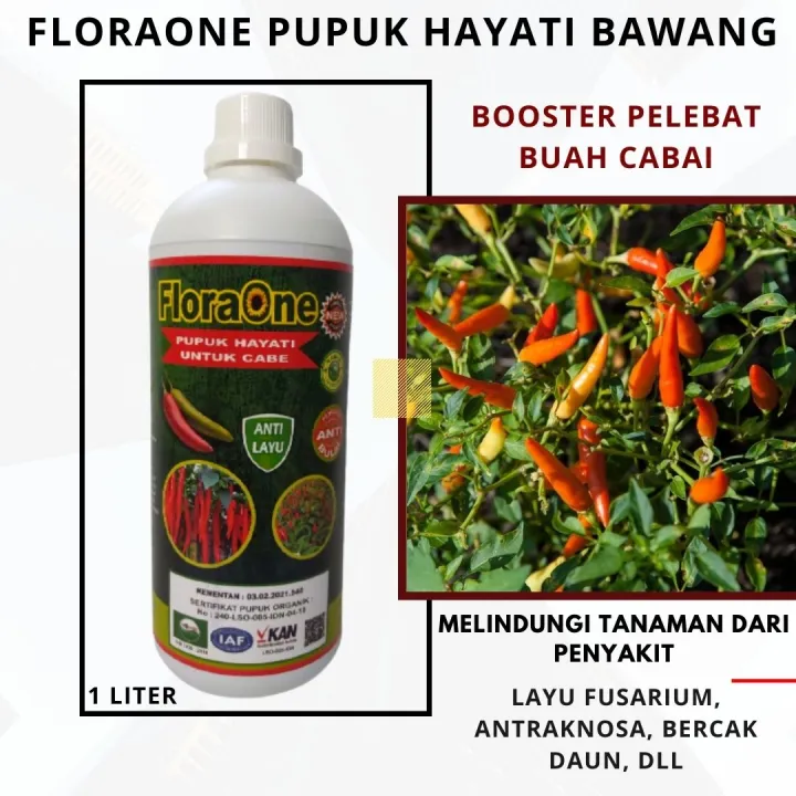 FLORAONE Fungisida Hayati Mengatasi Hama Penyakit Patek pada Cabe / Cabai, Pupuk Cabe Agar ...