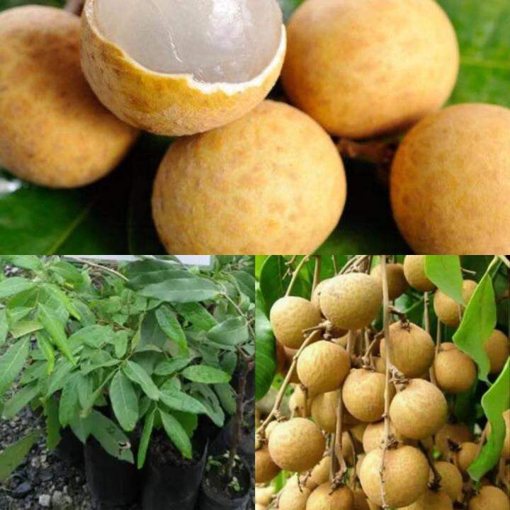 Anak Pokok Longan Edaw | Lazada