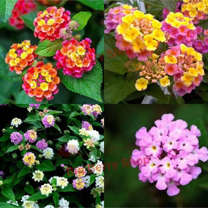 【Ready Stock】 Biji Benih Bunga Lantana Camara Flower seeds Lantana ...