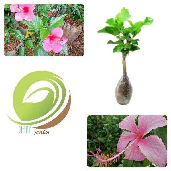 bibit tanaman bunga sepatu pink-Hibiscus rosa sinensis-kembang wera ...