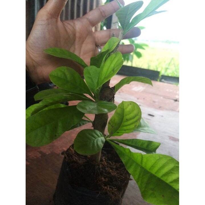 Calabash Miracle fruit seedlings rooted well established Calabash 50 ...
