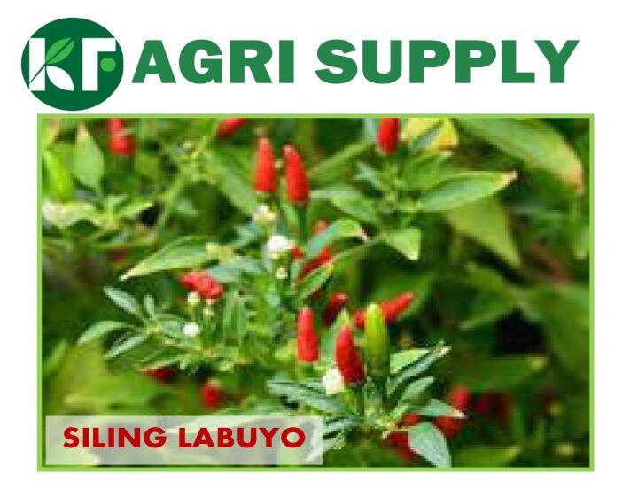 HIGH YIELDING SILING LABUYO EASY TO GROW VEGETABLE SEEDS (APPROX. 25 SEEDS) - HIGH YIELDING ...