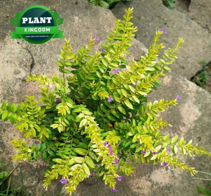 Chinese Golden Kopia " Live plants ) with FREE White Plastic pot ...