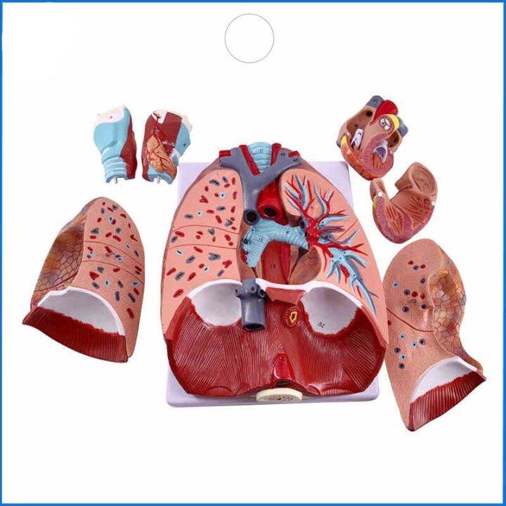 Human Laryngeal Cardiopulmonary Anatomy Model Respiratory System Model ... Human Laryngeal Cardiopulmonary Anatomy Model Respiratory System Model ...