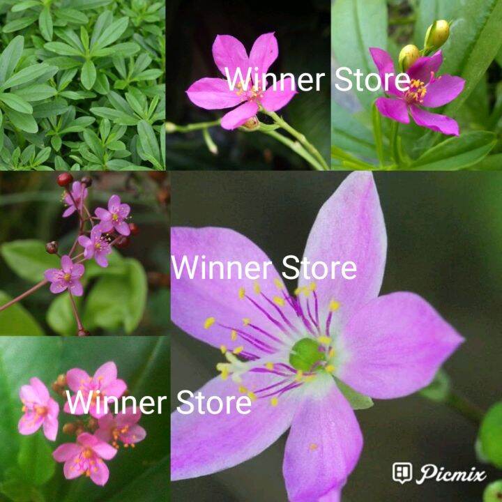 Stek Bibit Bunga Talinum Ginseng Jawa (5 Batang) | Lazada Indonesia