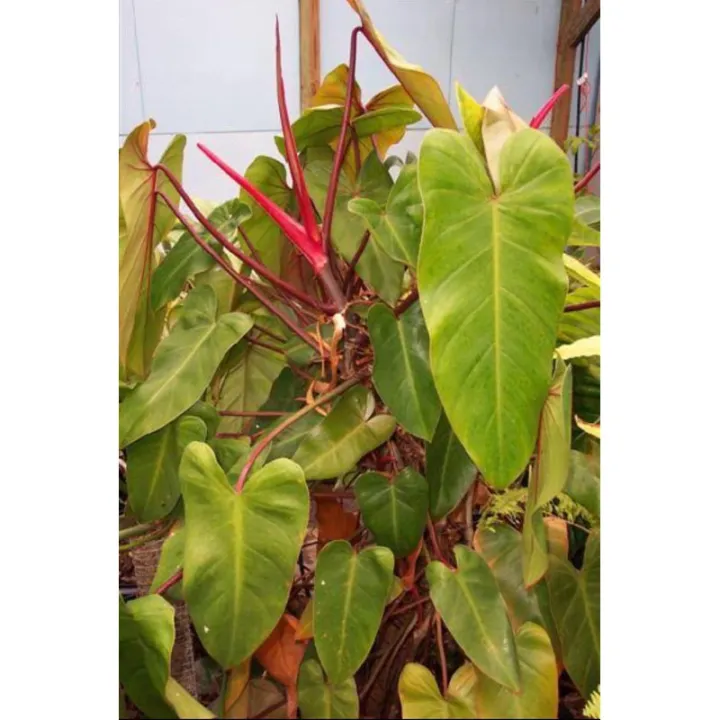 Red Anderson Philodendron Stem Cuttings | Lazada PH