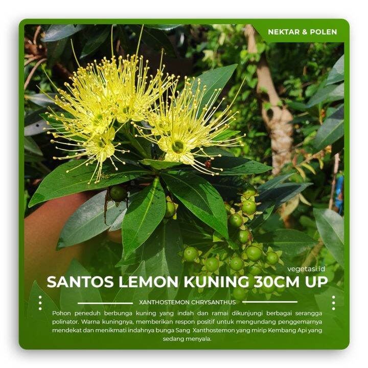 Santos Lemon Kuning Tinggi 30cm Up tanaman pakan lebah klanceng dan ...