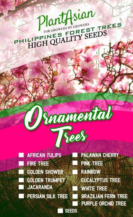 GOLDEN TRUMPET TREE SEEDS 12 PCS | Lazada PH