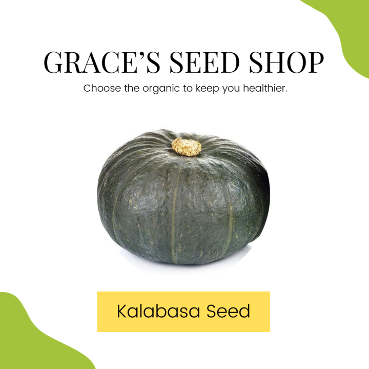 High Quality KALABASA SEEDS For Garden Green Kalabasa | Lazada PH