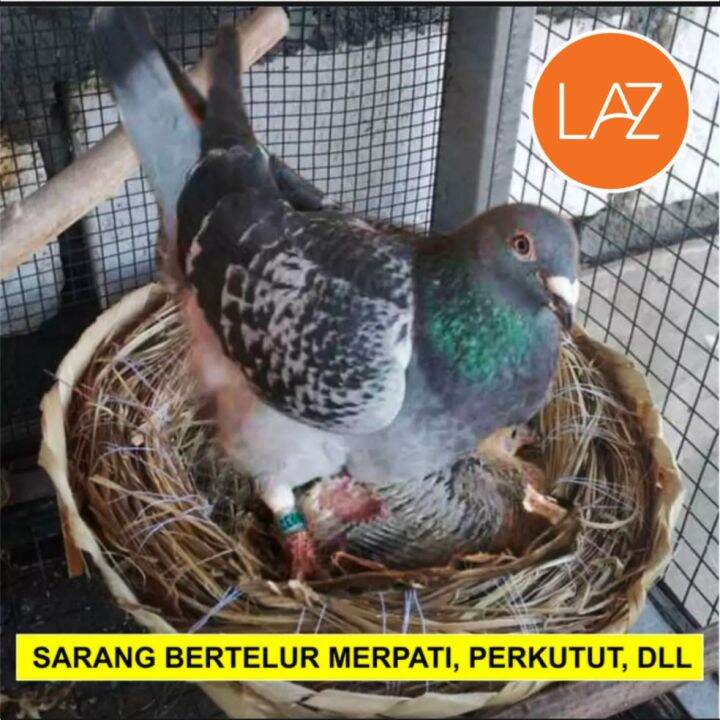 sarang jerami tempat bertelur burung merpati perkutut tekukur deruk ...