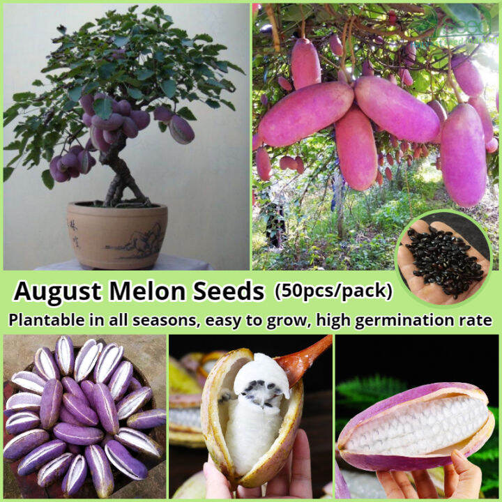 Local Ready Stock 50pcs August Melon Seeds Delicious Bonsai Fruit Tree Seeds Potted Fruit Plants ...