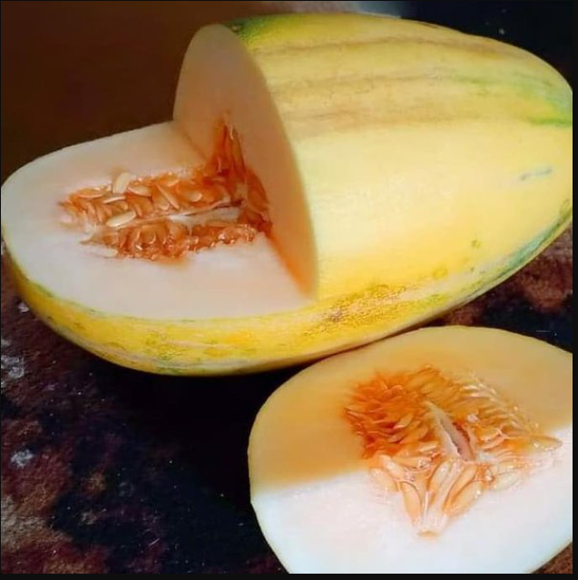Benih timun emas kuning super unggul isi 50 kemasan repack | Lazada ...