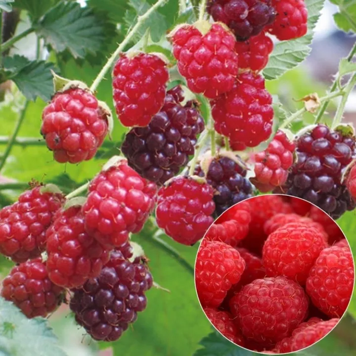 100PCS Raspberry Fruit Seeds Bonsai Fruit Tree Seeds Live Plants Real ...