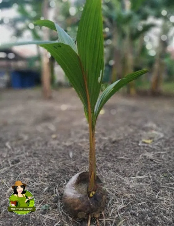 Macapuno Tree with FREE white plastic pot, pebbles and garden soil ...
