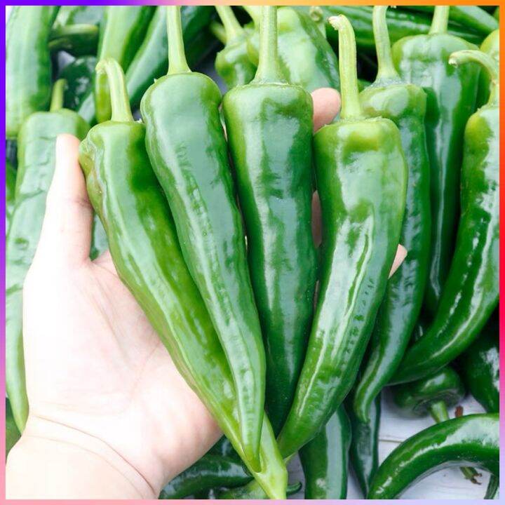 100 Seeds/pack SILI PANIGANG / Siling Haba / Hot Pepper Green / Bicol ...