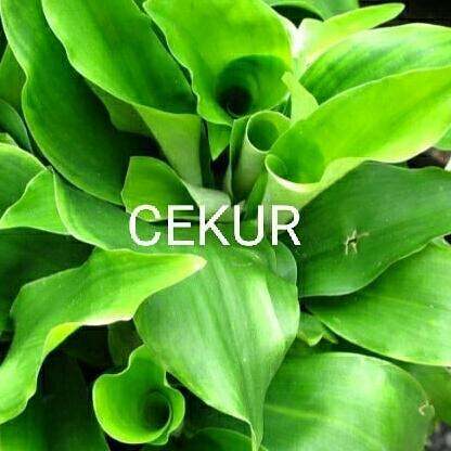 Pokok Cekur / Kencur | Lazada