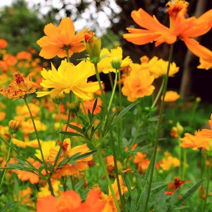 Cosmos Tall Mixed Variety Flower Garden 30 Seeds Sulfur Cosmos Seeds ...
