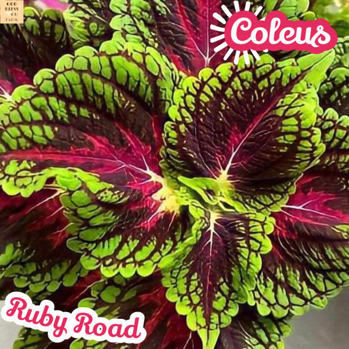 [ฤๅษีผสม รูบี้โร้ด] Coleus Ruby Road ส่งพร้อมกระถาง ไม้ใบ ไม้ดอก ไม้ประดับ ไม้ด่าง ไม้สวยๆ ใบ ...