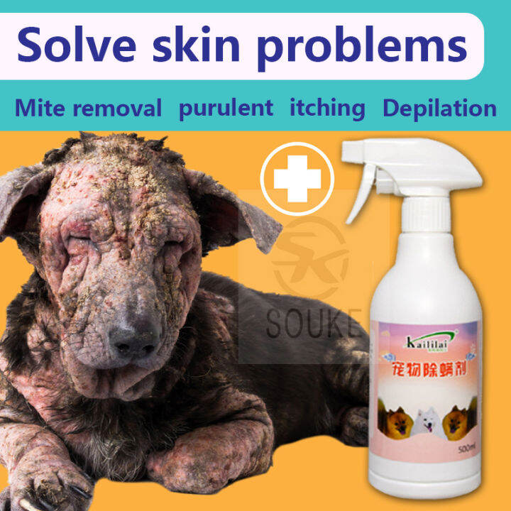 🐶veterinarian recommendation😻 pipot skin spray for dog gamot sa kati at ...