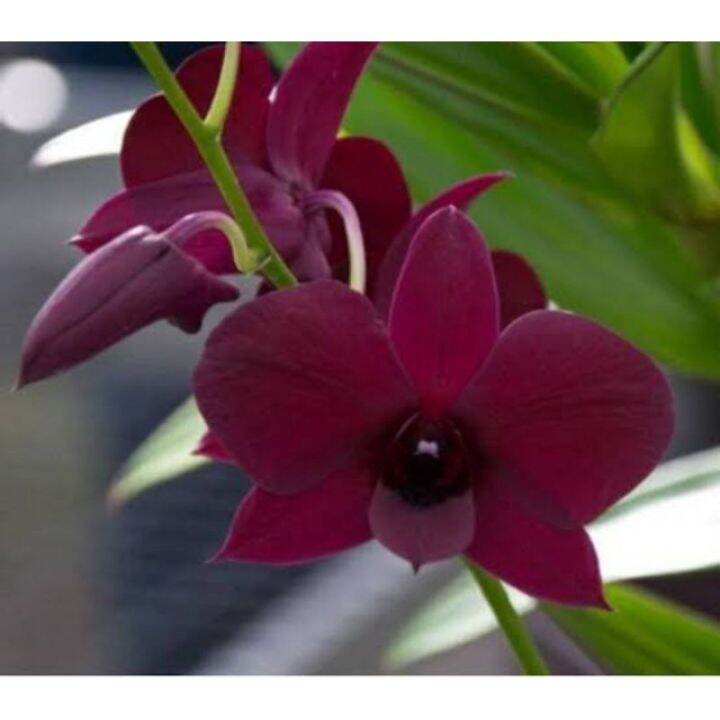 anggrek dendrobium Panama red | Lazada Indonesia