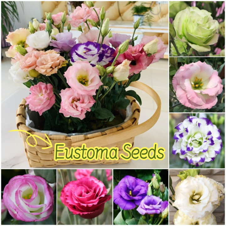 [Easy to grow in the Philippines] Mixed Eustoma Seeds Flower Seeds for ...