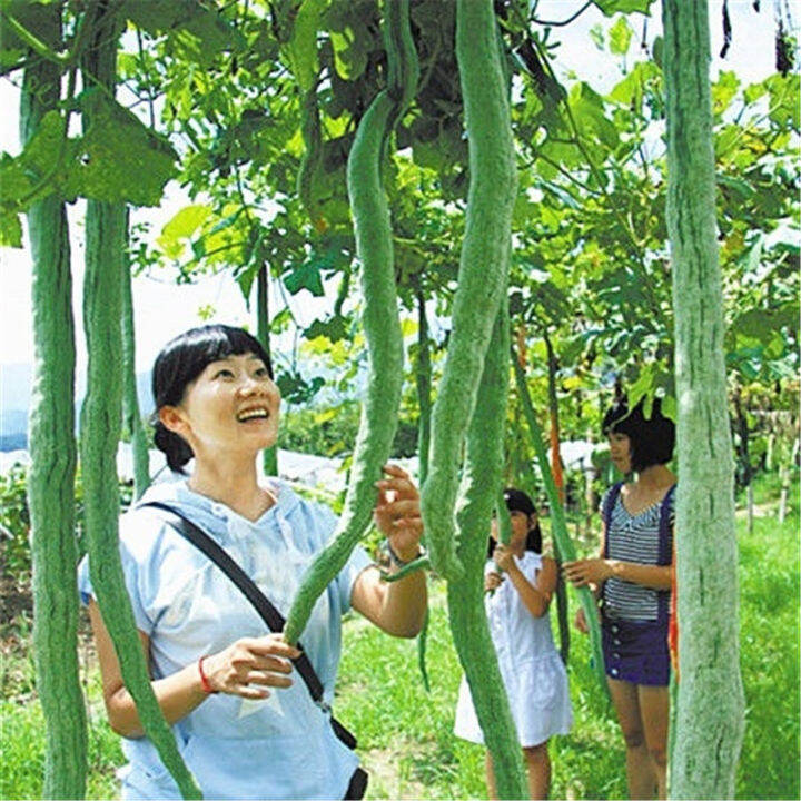 50 seeds (not live plants) Chinese Snake Gourd Seeds Rare Organic ...