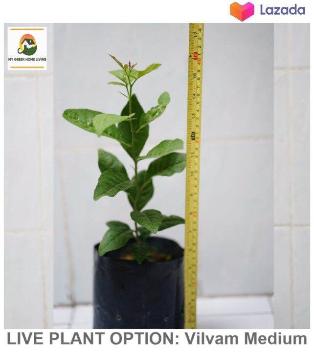Vilvam Indian Bael/Aegle Marmelos/Bilva Live Plant - Sacred Vilvam ...