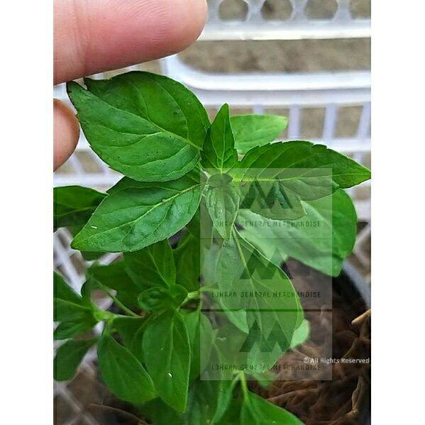 Thai Basil herb seedlings Thai Var | Lazada PH
