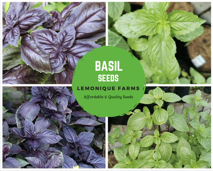 BASIL HERB SEEDS | Purple Basil SEEDS | THAI BASIL GREEN BASIL Seeds ...