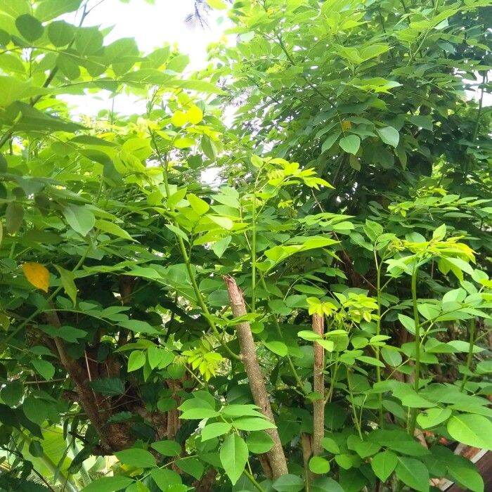 bibit tanaman pohon gamal untuk rambat tanaman vanili lada dan lain ...