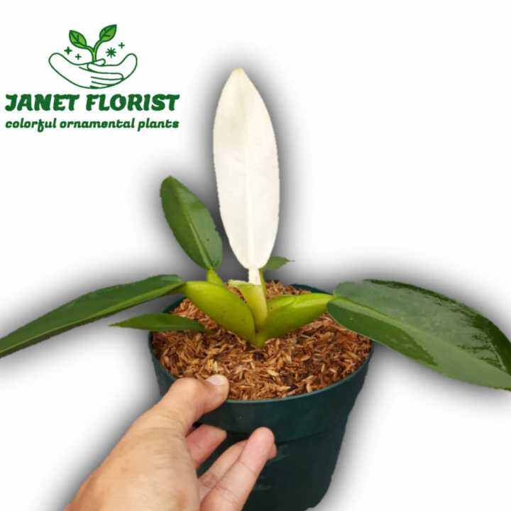 Tanaman hias philodendron martianum II philo katak albo white | Lazada ...