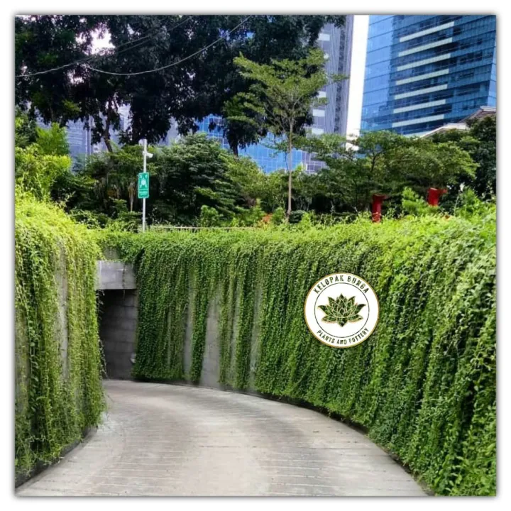 Tanaman Lee Kwan Yew / Pohon Menjuntai Li Kuan Yu | Lazada Indonesia