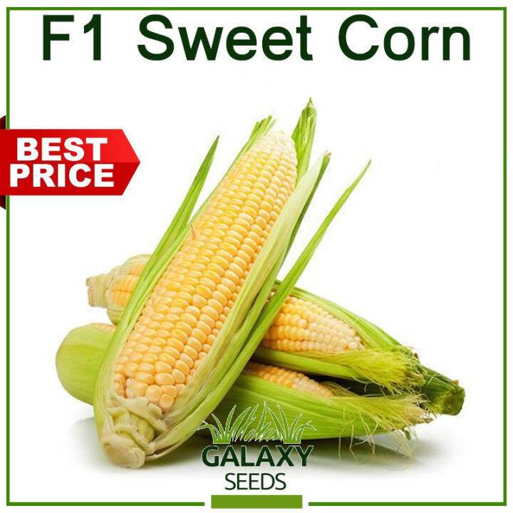 [Galaxy Seeds] Sweet Corn Seeds for Planting Vegetable Plants (20 Seed ...