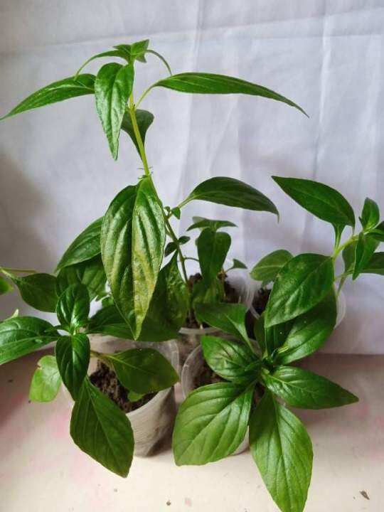 Serpentina Herbal and Medicinal Plant | Lazada PH