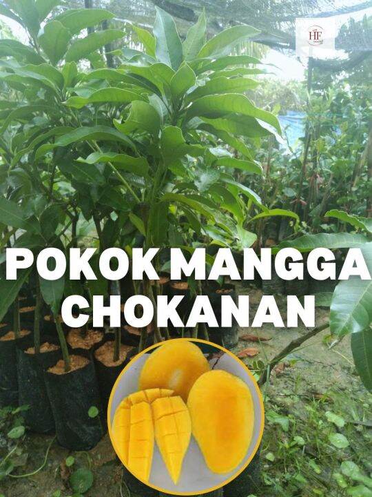 Pokok Mangga Chokanan Cepat Berbuah Manis tanaman anak pokok kebun | Lazada