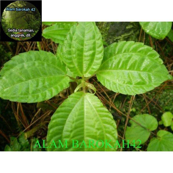 bibit tanaman lalap pohpohan asli hutan enak | Lazada Indonesia