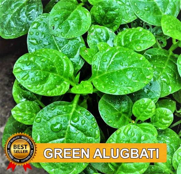 10PCS SEEDS - GREEN ALUGBATI SEEDS/TAGALOG HYBRID/EASY TO GROW/SUPER ...