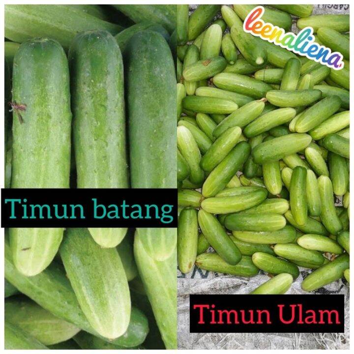 TIMUN BATANG DAN TIMUN ULAM KECIL SEGAR 200G | Lazada