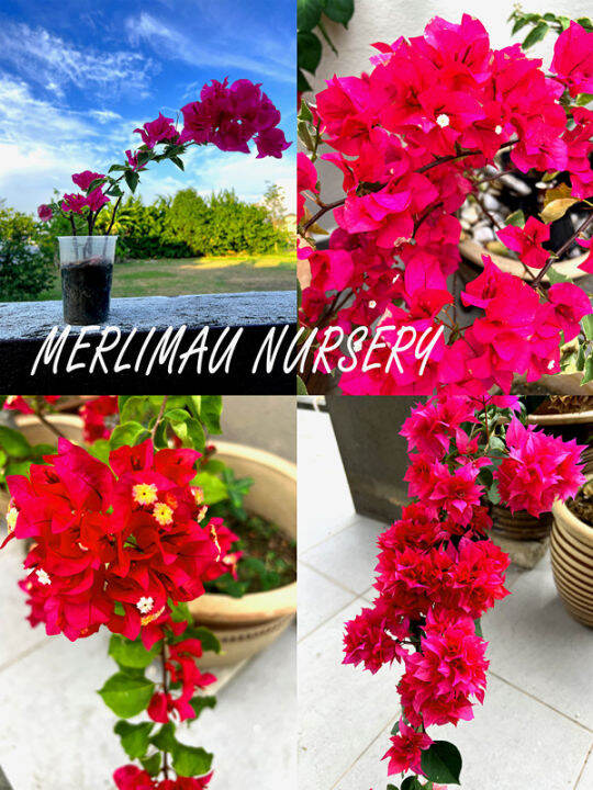 [Merlimau Nursery] Bunga Kertas Bougainvillea Real Plant | Lazada