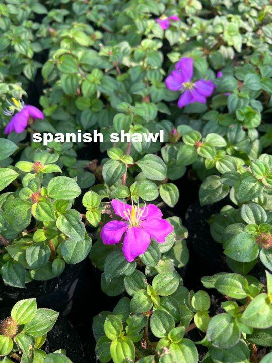 spanish shawl liveplant cuttings easily grow | Lazada PH