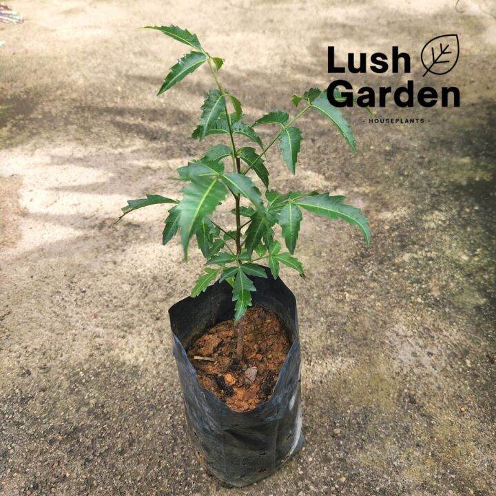 Neem Tree / Pokok Semambu / 印度苦楝樹 Vegetable Herb Live Plant [Lush ...