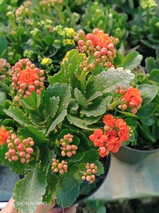 tanaman hias cantik cocor bebek mini/ calancue bunga orange | Lazada ...