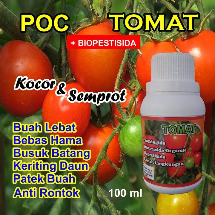 Pupuk Organik Cair Tomat Pelebat Buah Anti Hama Semprot dan Kocor Pemacu Buah Toma Lebat Anti ...