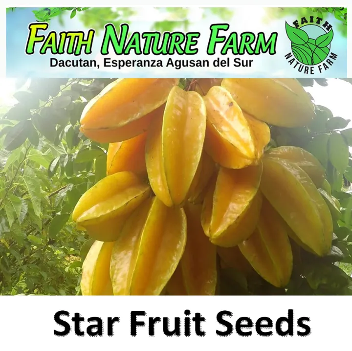 Star Fruit Seeds ( Balimbing ) 15 seeds | Lazada PH